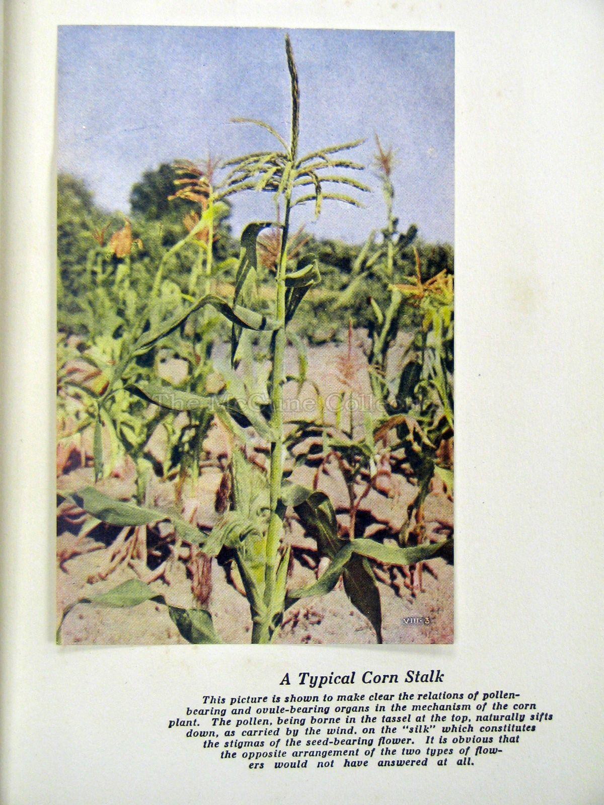 Luther Burbank. His Methods and Discoveries. Vol. VIII. • The McCune ...